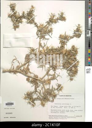 purple star-thistle (Centaurea calcitrapa), Plantae, Old Stage Rd, San ...