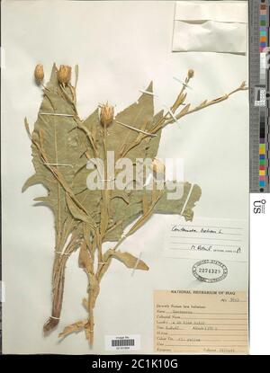 Centaurea behen L Centaurea behen L Stock Photo - Alamy