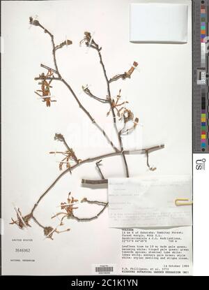 Turraea sp Turraea sp Stock Photo - Alamy