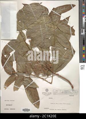 Cedrela sp Cedrela sp Stock Photo - Alamy