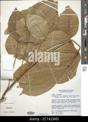 Melicope sp Melicope sp Stock Photo - Alamy