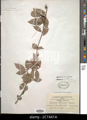 Turraea floribunda Turraea floribunda Stock Photo - Alamy