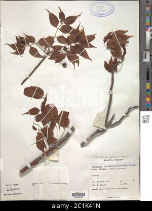 Commiphora caudata Engl Commiphora caudata Engl Stock Photo - Alamy