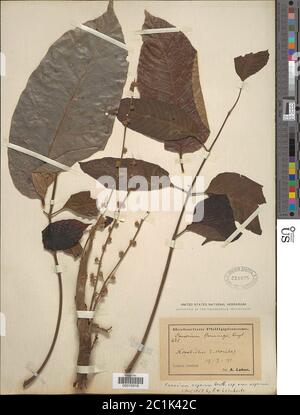 Canarium asperum Benth Canarium asperum Benth Stock Photo - Alamy