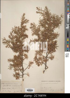 Juniperus Communis (Common Juniper), a woody plant of the Cupressaceae ...