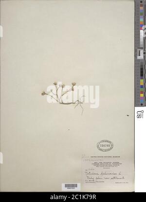 Portulaca halimoides L Portulaca halimoides L Stock Photo - Alamy