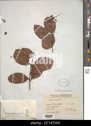 Antonia ovata Pohl Antonia ovata Pohl Stock Photo - Alamy