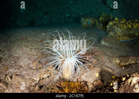 Coloured tube sea anemone - Cerianthus membranaceus Stock Photo - Alamy