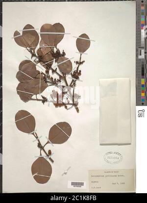 Calophyllum calaba L Calophyllum calaba L Stock Photo - Alamy