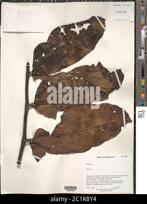 Polyscias sp Polyscias sp Stock Photo - Alamy