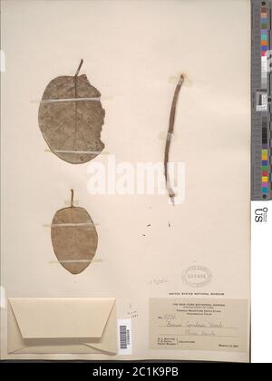 Ficus trigonata L Ficus trigonata L Stock Photo - Alamy