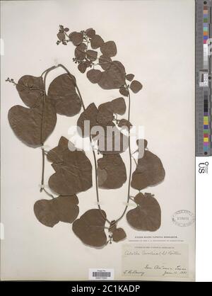 Cocculus carolinus L DC Cocculus carolinus L DC Stock Photo - Alamy