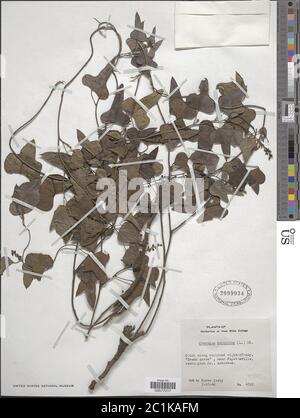 Cocculus carolinus L DC Cocculus carolinus L DC Stock Photo - Alamy