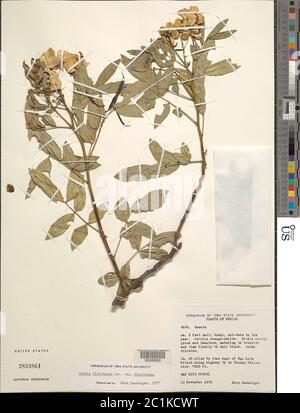 Senna floribunda Senna floribunda Stock Photo - Alamy