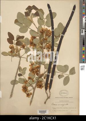 Senna emarginata Senna emarginata Stock Photo - Alamy