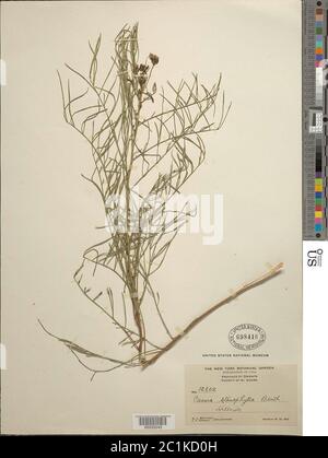 Senna stenophylla Senna stenophylla Stock Photo - Alamy