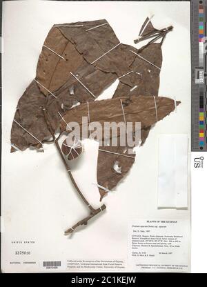 Protium opacum subsp opacum Stock Photo - Alamy