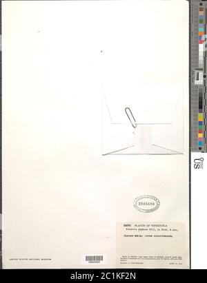 Werneria pygmaea complex Werneria pygmaea complex Stock Photo - Alamy