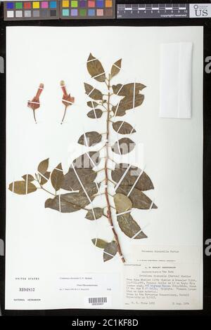 Columnea dissimilis CV Morton Stock Photo - Alamy