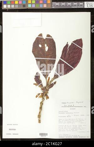Columnea kucyniakii Raymond Stock Photo - Alamy