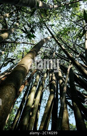 Giant Bamboo growing in a Bamboo Forest arching over a pathway in ...