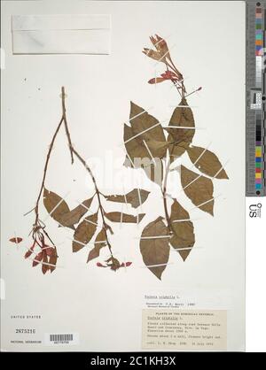 fuchsia triphylla,tubular flowers, red, coral fuchsia, fuchsias ...