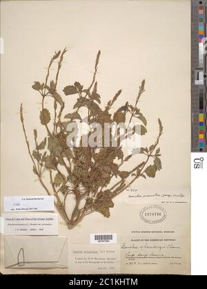 Bouchea prismatica var prismatica L Kuntze Bouchea prismatica var ...