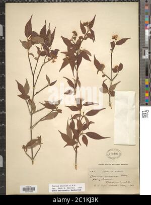 Cornus excelsa Kunth Cornus excelsa Kunth Stock Photo - Alamy