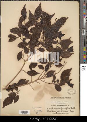 Casearia decandra Jacq Casearia decandra Jacq Stock Photo - Alamy