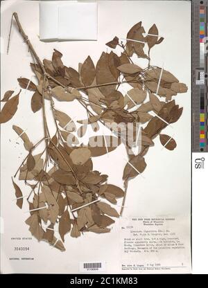 Linociera ligustrina Sw Sw Stock Photo - Alamy