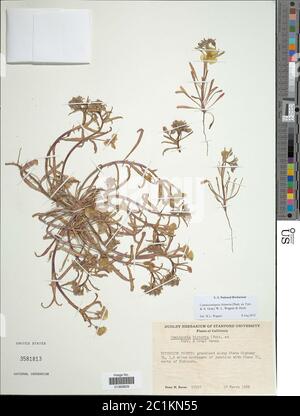 Camissoniopsis bistorta Nutt ex Torr A Gray WL Wagner Hoch Camissoniopsis bistorta Nutt ex Torr ...