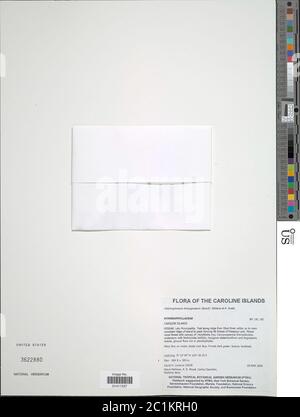 Didymoglossum bimarginatum Bosch Ebihara K Iwats Didymoglossum bimarginatum Bosch Ebihara K ...