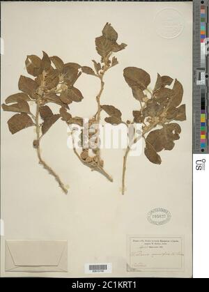 Withania somnifera L Dunal Withania somnifera L Dunal Stock Photo - Alamy