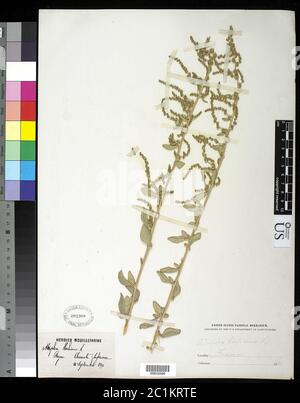 Mediterranean Saltbush (Atriplex halimus Stock Photo - Alamy