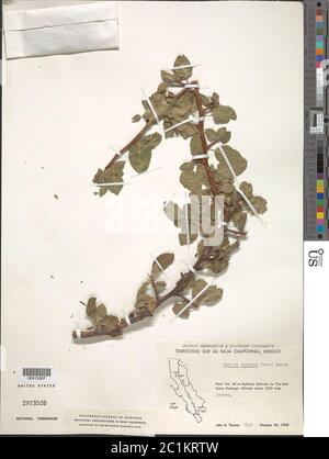 Bursera epinnata Rose Engl Bursera epinnata Rose Engl Stock Photo - Alamy