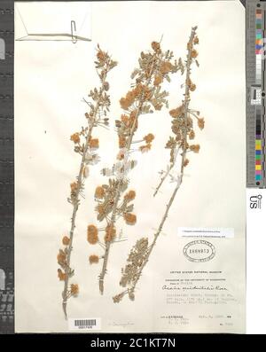 Senegalia occidentalis Rose Britton Rose Senegalia occidentalis Rose ...