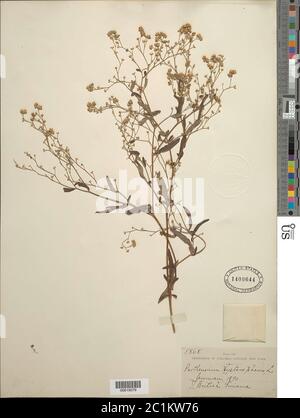 Werneria pygmaea complex Werneria pygmaea complex Stock Photo - Alamy