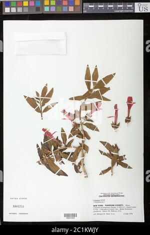 Columnea x hybrid Columnea x hybrid Stock Photo - Alamy