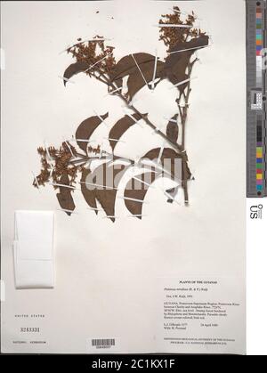 Phthirusa retroflexa Ruiz Pav Kuijt Phthirusa retroflexa Ruiz Pav Kuijt ...