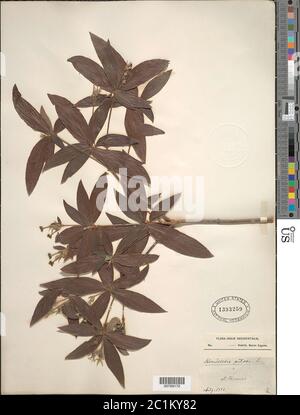 Rondeletia pilosa Sw Rondeletia pilosa Sw Stock Photo - Alamy