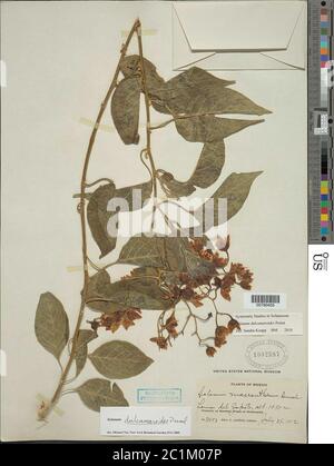 Solanum dulcamaroides Dunal Stock Photo - Alamy