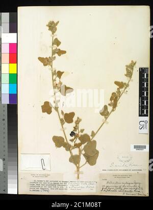 Sphaeralcea arida Rose Sphaeralcea arida Rose Stock Photo - Alamy