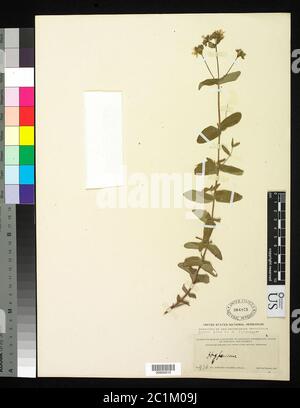 Hypericum formosum Kunth Hypericum formosum Kunth Stock Photo - Alamy