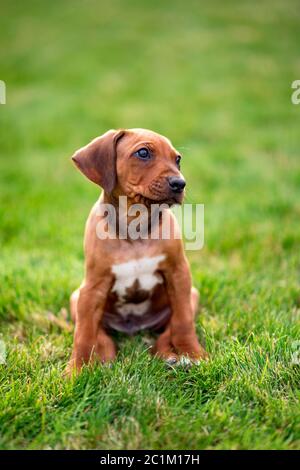 Rhodesian ridgeback puppy sitting on green grass Stock Photo - Alamy