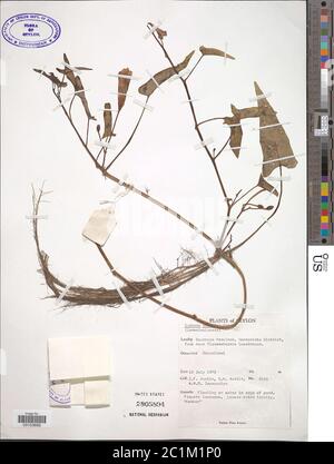 Ipomoea aquatica Forssk Ipomoea aquatica Forssk Stock Photo - Alamy