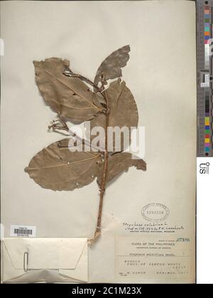 Strychnos colubrina L Strychnos colubrina L Stock Photo - Alamy