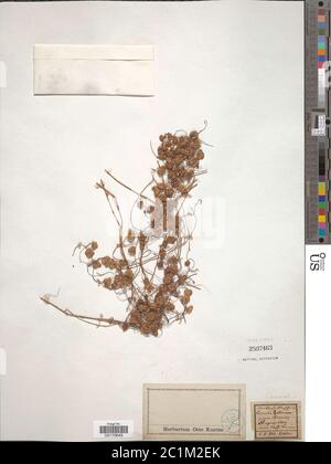 Cuscuta epilinum Weihe Cuscuta epilinum Weihe Stock Photo - Alamy