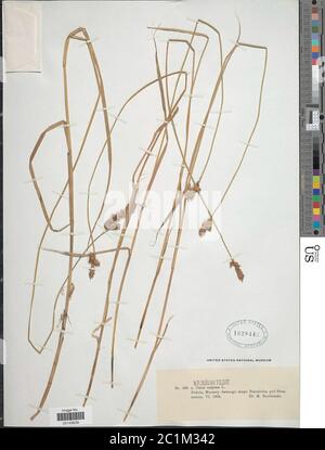 Carex vulpina L Carex vulpina L Stock Photo - Alamy