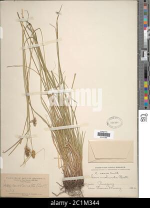 Carex sororia Kunth Carex sororia Kunth Stock Photo - Alamy