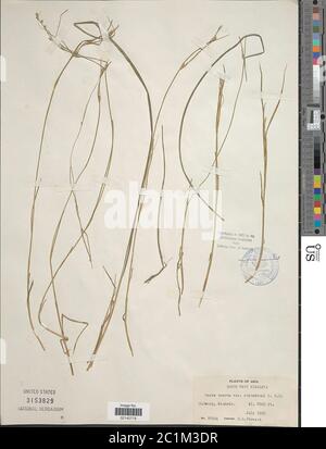 Carex Remote Sedge is a species of perennial grass in the family sedges ...